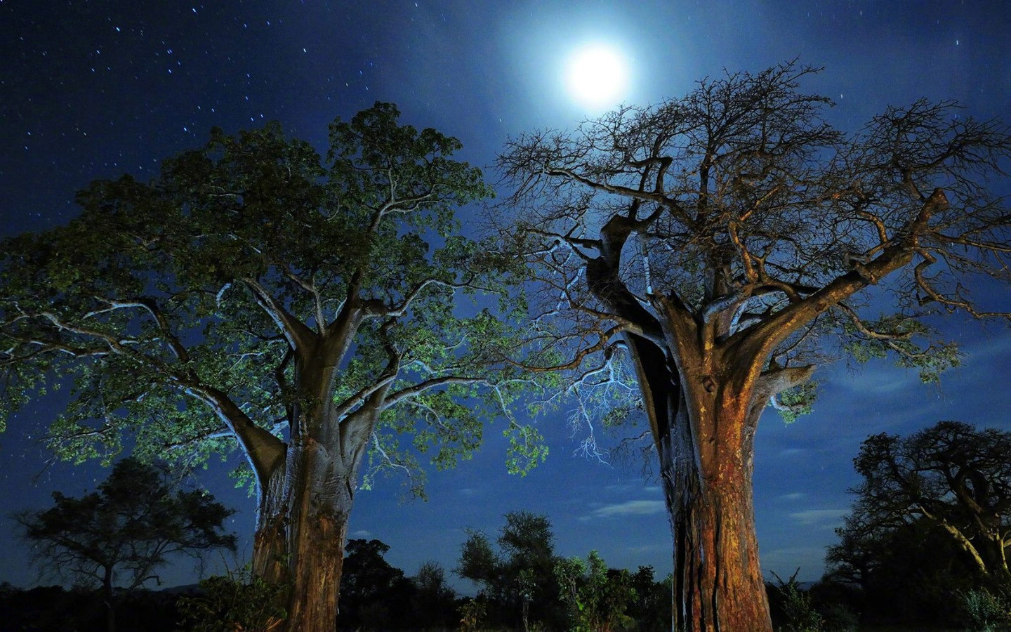 猴面包树又叫波巴布树、猢狲木或酸瓠树，是大型落叶乔木，主干短|猴面包树|猢狲|落叶乔木_新浪新闻