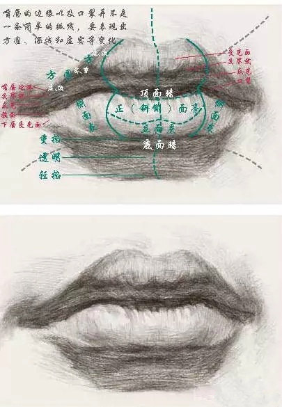 你不知道的更细致的嘴部结构参考图