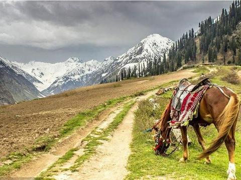 巴基斯坦免签了！只有中国游客享受特权，巴铁真兄弟！|巴基斯坦|中巴友谊|伊斯兰堡_新浪新闻