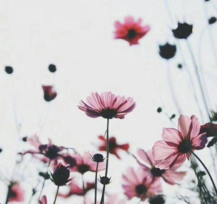 I love three things in this world|吾爱|浮世_新浪新闻