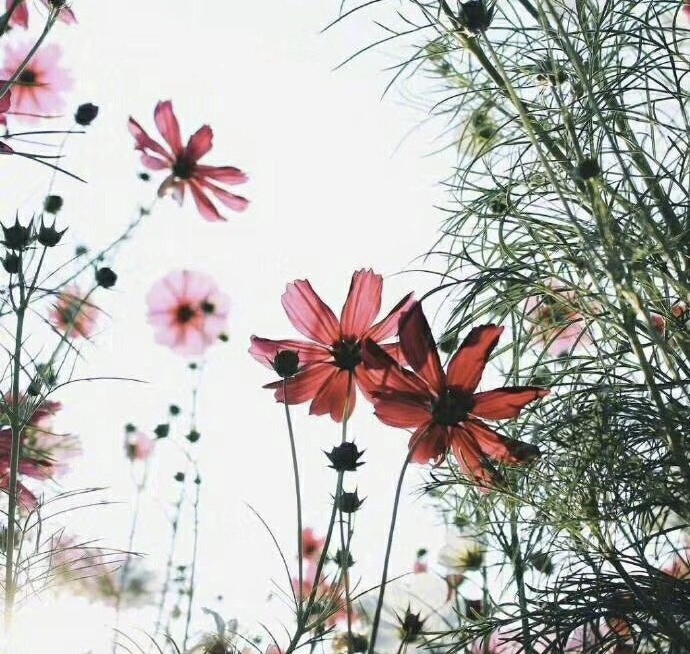 I love three things in this world|吾爱|浮世_新浪新闻