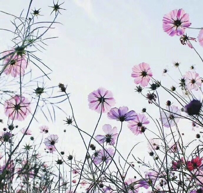 I love three things in this world|吾爱|浮世_新浪新闻