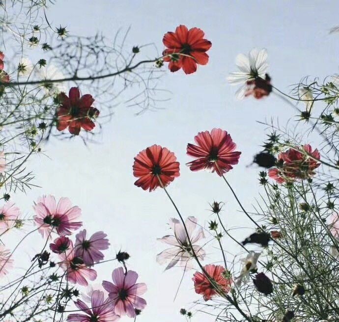 I love three things in this world|吾爱|浮世_新浪新闻