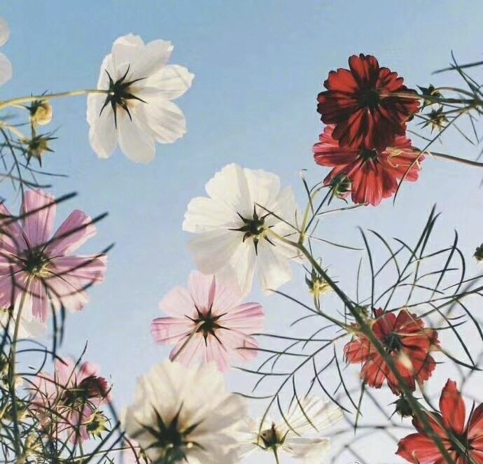 I love three things in this world|吾爱|浮世_新浪新闻