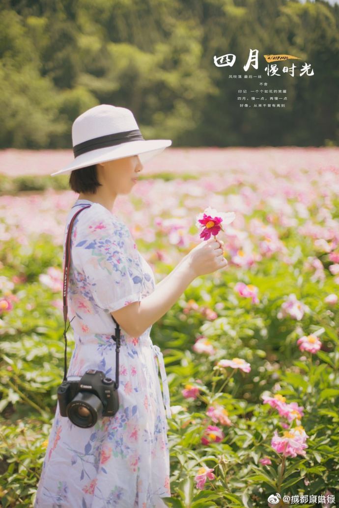 全中国最美的芍药花海已盛开！1.5h飚拢|芍药|德阳|中江_新浪新闻