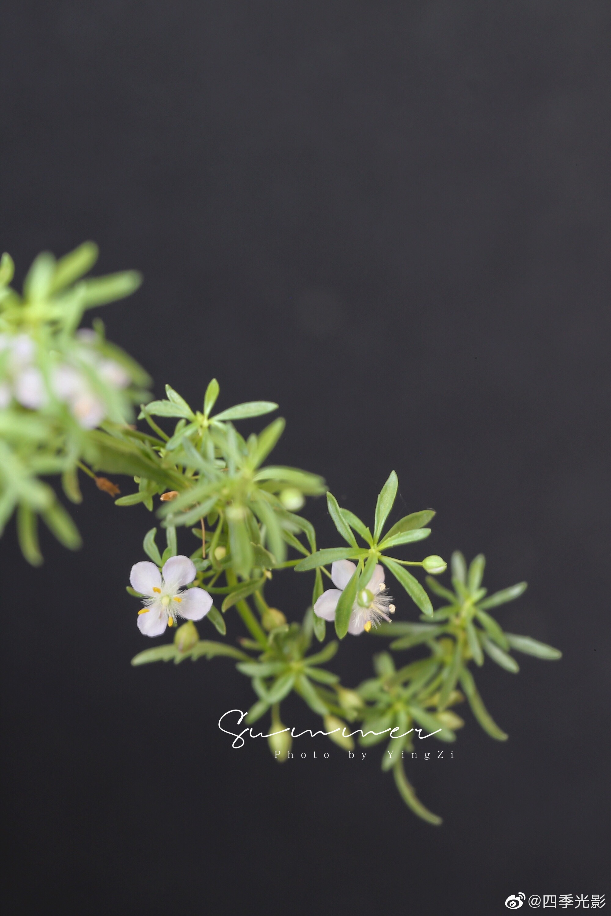 阳台上小花花默默开了 小茸茸 好可爱 Scoparia Melongolly blue 拍下