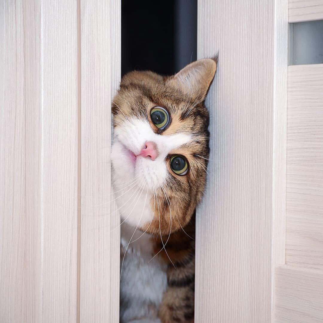 ins网红猫rexie，两条后腿不能动，在主人的精心照料下