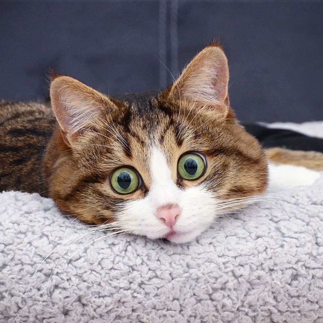 ins网红猫rexie，两条后腿不能动，在主人的精心照料下