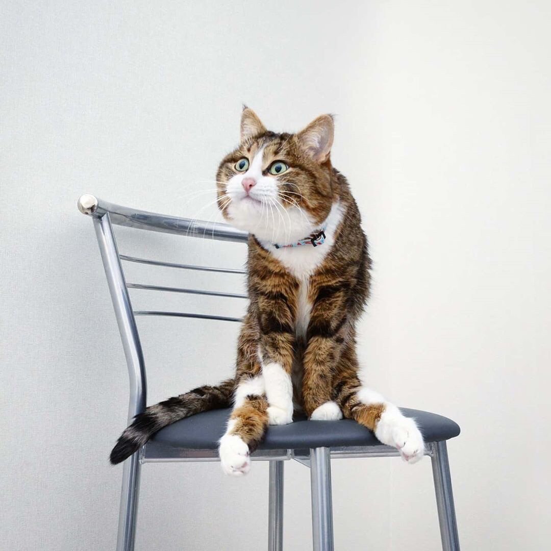 ins网红猫rexie，两条后腿不能动，在主人的精心照料下