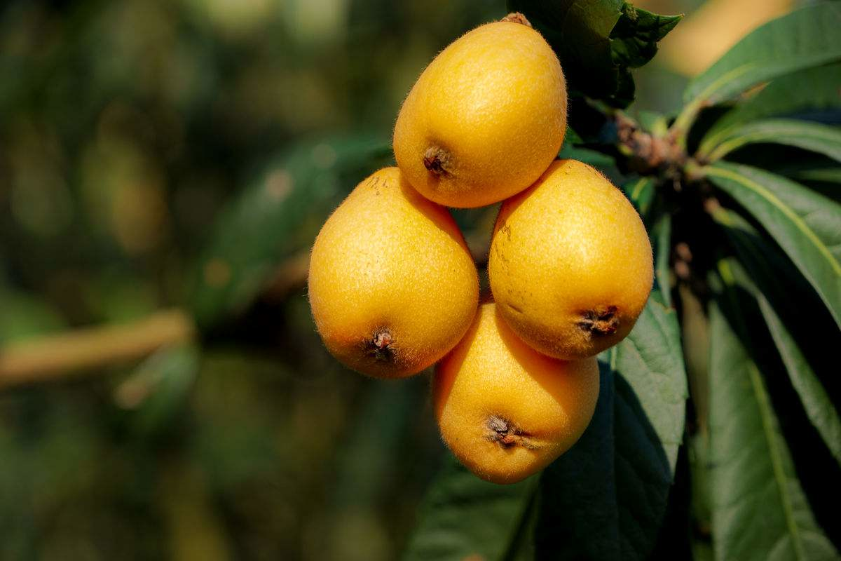 枇杷诗词精选二十八首 击碎珊瑚小作珠，铸成金弹蜜相扶