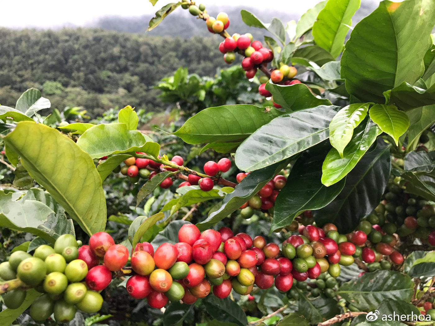 酸甜风韵之争——三款瑰夏咖啡对比小评测|埃塞俄比亚|绿标|朱丽叶_新浪新闻