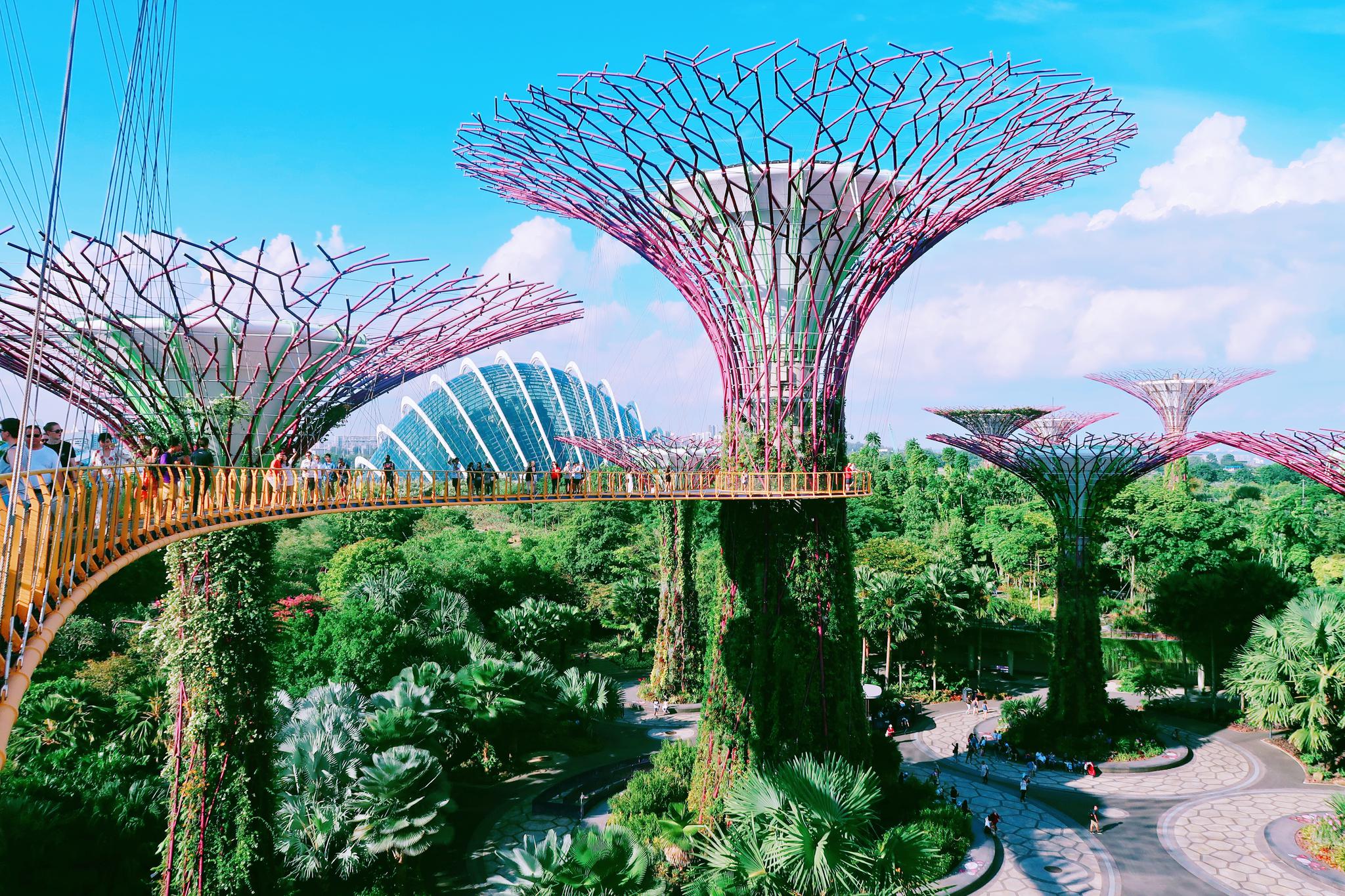 如果新加坡你只能去一个地方，那一定要去看滨海岸花园的超级树|海岸花园|新加坡|旅游_新浪新闻