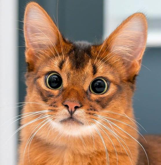 天啊，这只索马里亚猫也太好看了8~by/ins/Errol the Somali Cat|索马里|猫_新浪新闻
