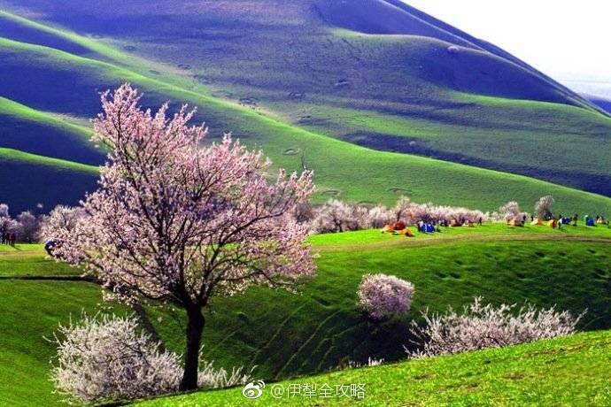 杏花沟位于新疆伊犁新源县吐尔根乡，山坡满是野杏树|杏林|新疆|杏花_新浪新闻