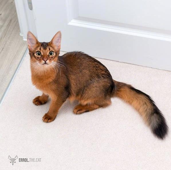 天啊，这只索马里亚猫也太好看了8~by/ins/Errol the Somali Cat|索马里|猫_新浪新闻