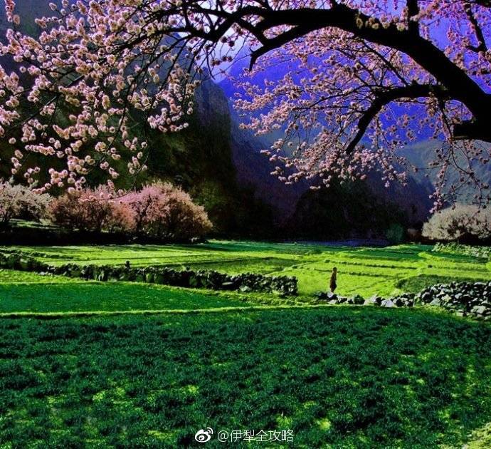 杏花沟位于新疆伊犁新源县吐尔根乡，山坡满是野杏树|杏林|新疆|杏花_新浪新闻