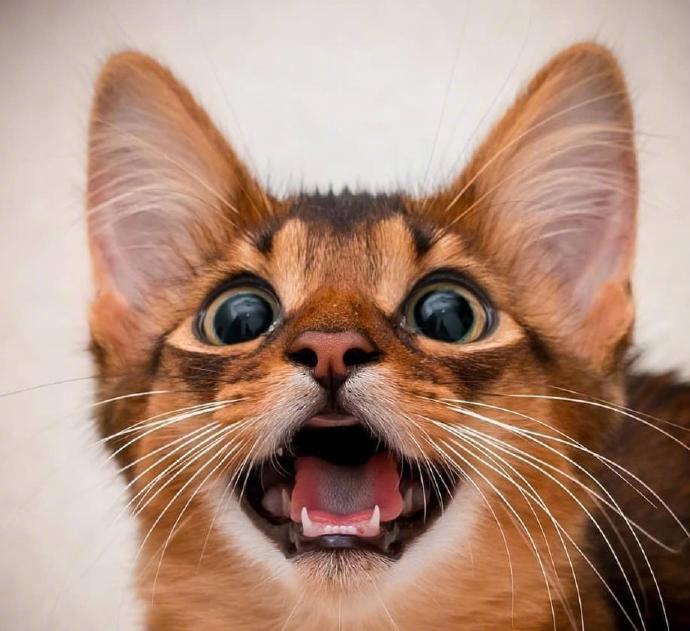 天啊，这只索马里亚猫也太好看了8~by/ins/Errol the Somali Cat