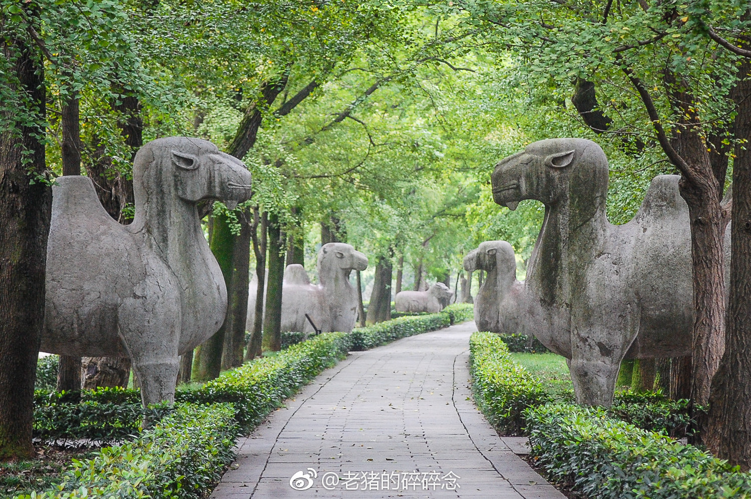 探访朱元璋明孝陵神道|神道|明孝陵神道|帝陵_新浪新闻