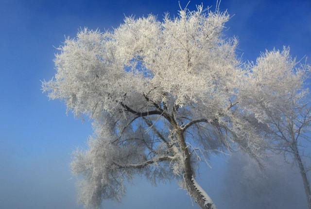 这里是中国冬天最冷的地方，拥有最美的冬景，你知道是哪里吗？|松花江|雾凇|雾凇岛_新浪新闻