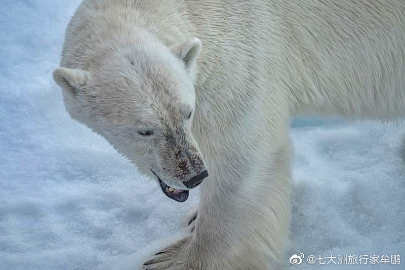 地球之巅北纬90度北极极点，苍茫冰原之上孤独的北极熊