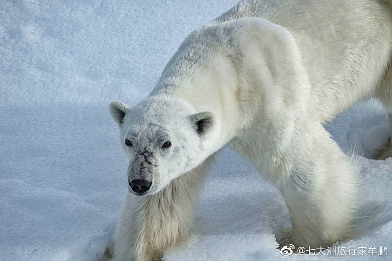 地球之巅北纬90度北极极点，苍茫冰原之上孤独的北极熊