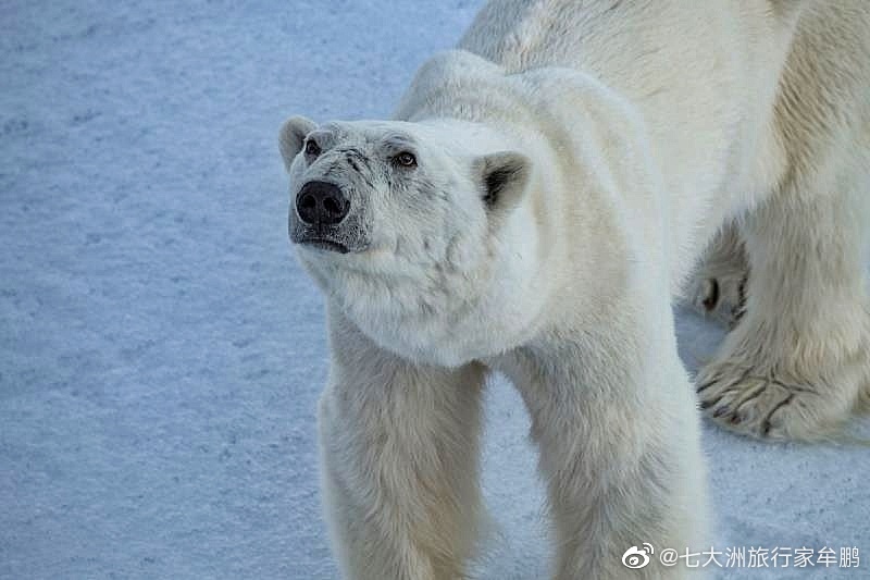 地球之巅北纬90度北极极点，苍茫冰原之上孤独的北极熊