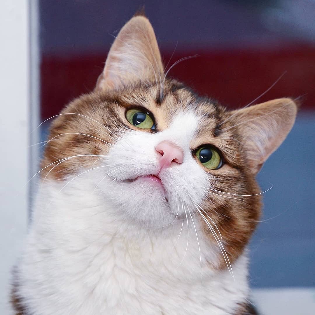 ins网红猫rexie，表情猫