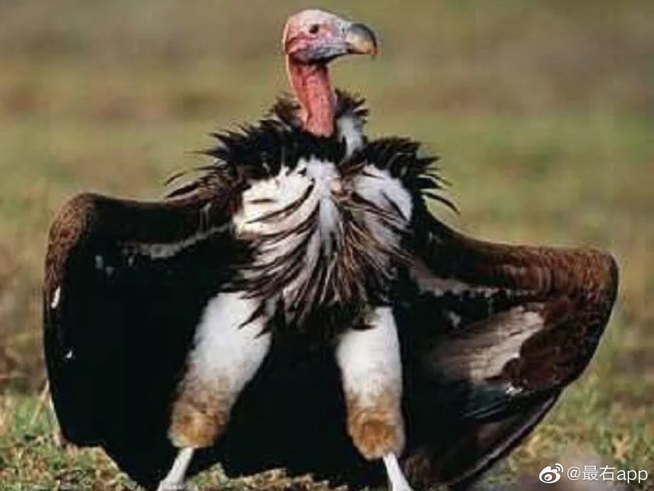 对不起，还是像一个带着王者风范的变态风衣男。