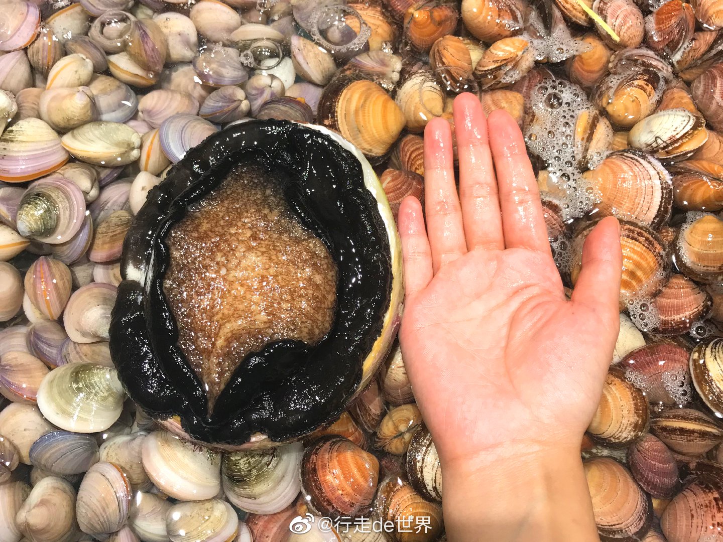 盒马鲜生广州第10店广武店盛大开业啦！8月1-4日四天狂欢|皇帝蟹|山王|促销期_新浪新闻