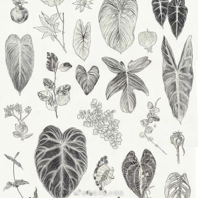 Neva Hosking 澳大利亚另类的方格纸艺术素描人物画