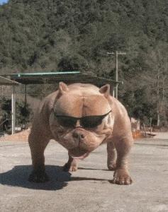 搞笑gif：狗狗能达到这种气质，真是无敌了-新浪汽车