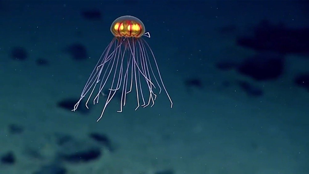 一种被命名为Hydromedusa （拆开可直译为“水中美杜莎”）的水母……|水母|机械_新浪新闻