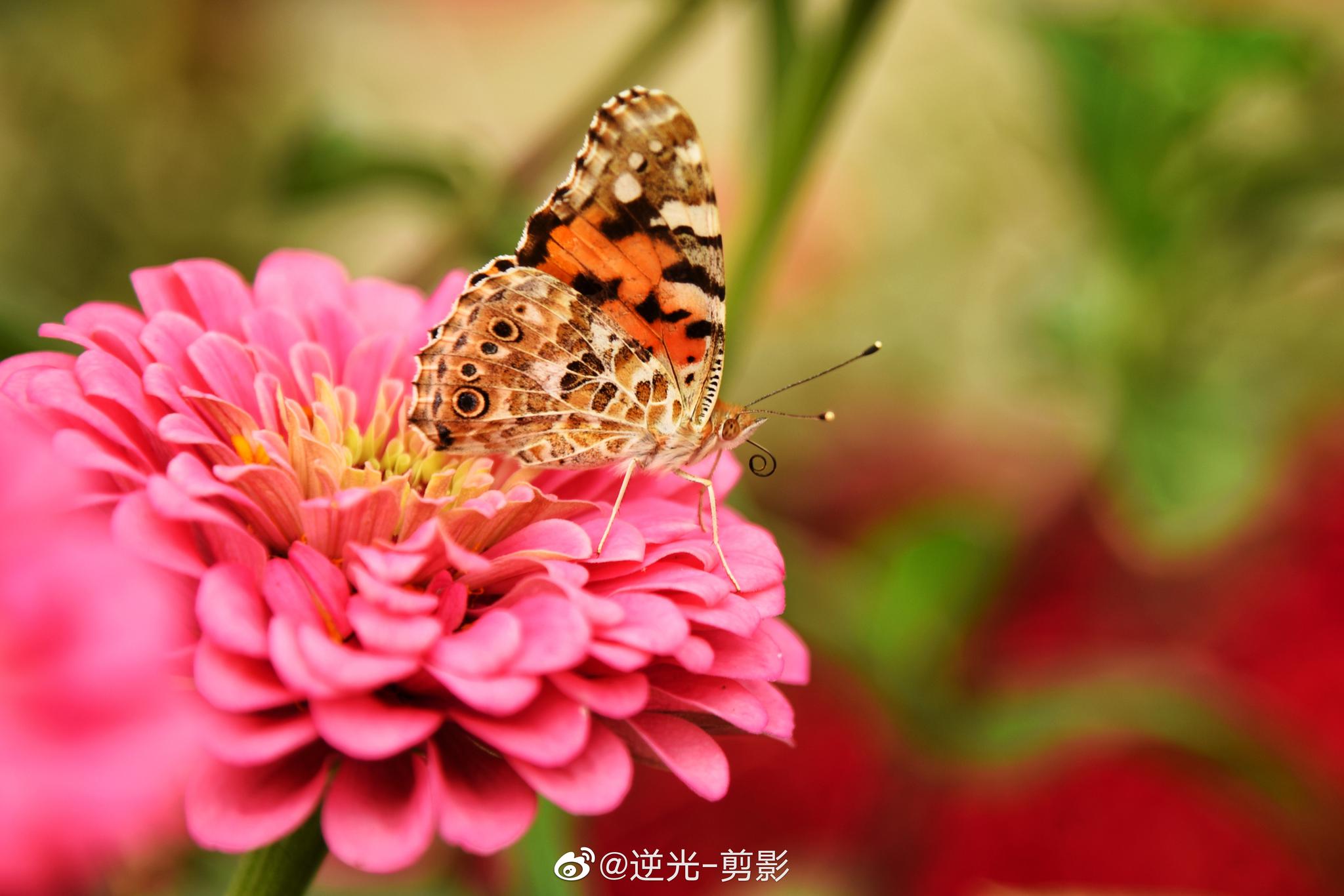 拍照真有趣，比如给蝴蝶拍工作照