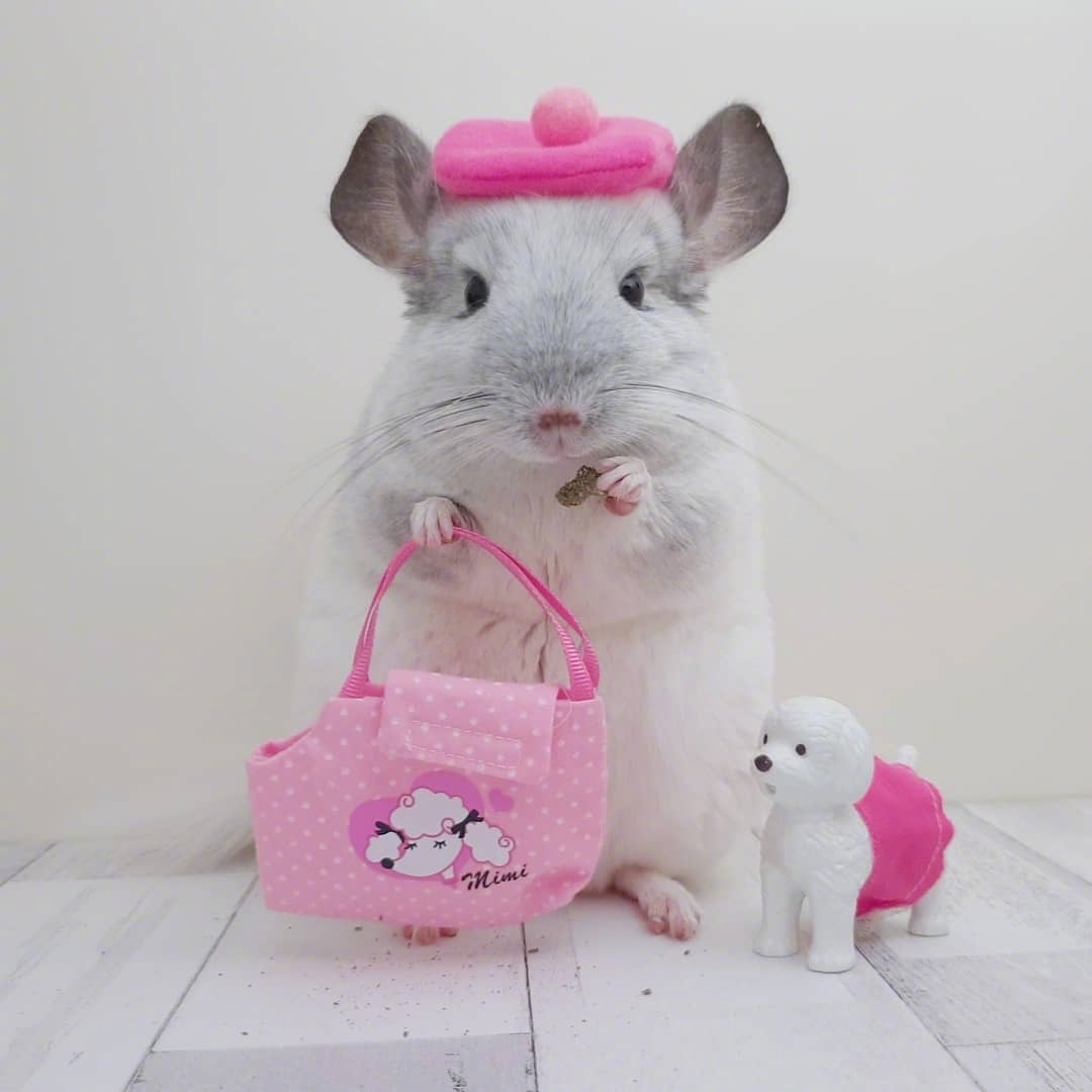 来自泡菜国的小龙猫dongdong，已经是个成熟的百变模特了