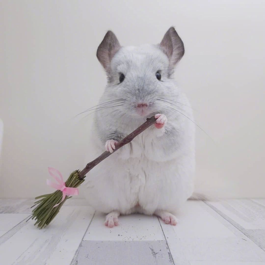 来自泡菜国的小龙猫dongdong，已经是个成熟的百变模特了