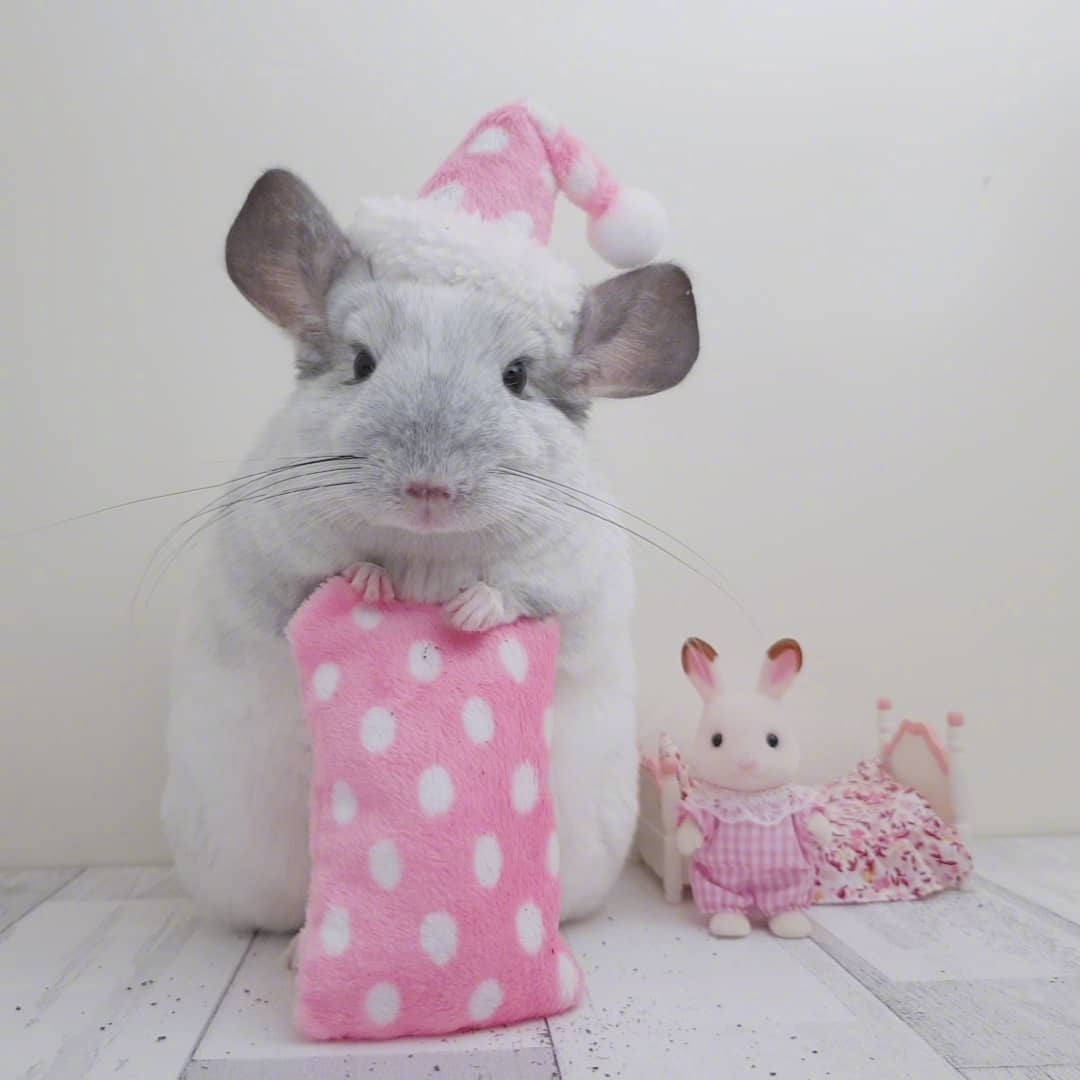 来自泡菜国的小龙猫dongdong，已经是个成熟的百变模特了