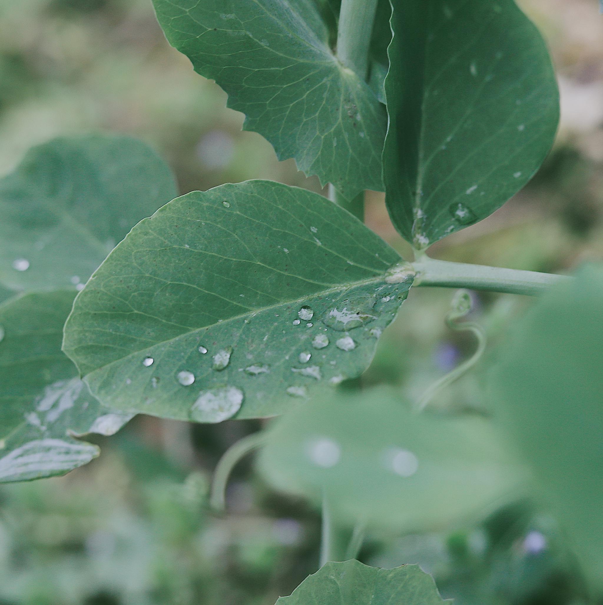 手机修图 ｜vsco调色 滤镜A6+12 曝光+0.1 对比-0.8 色温-0.5 色调-1