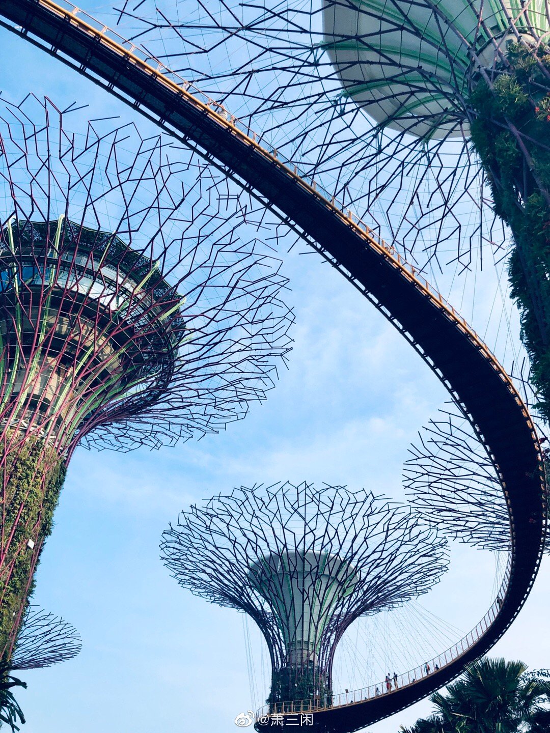 滨海湾花园的超级树，新加坡用人工创造的又一大自然奇观，自然|大自然|海湾花园|奇观_新浪新闻