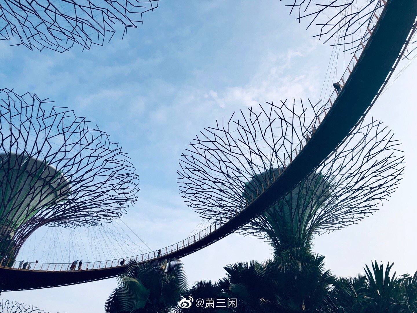 滨海湾花园的超级树，新加坡用人工创造的又一大自然奇观，自然|大自然|海湾花园|奇观_新浪新闻