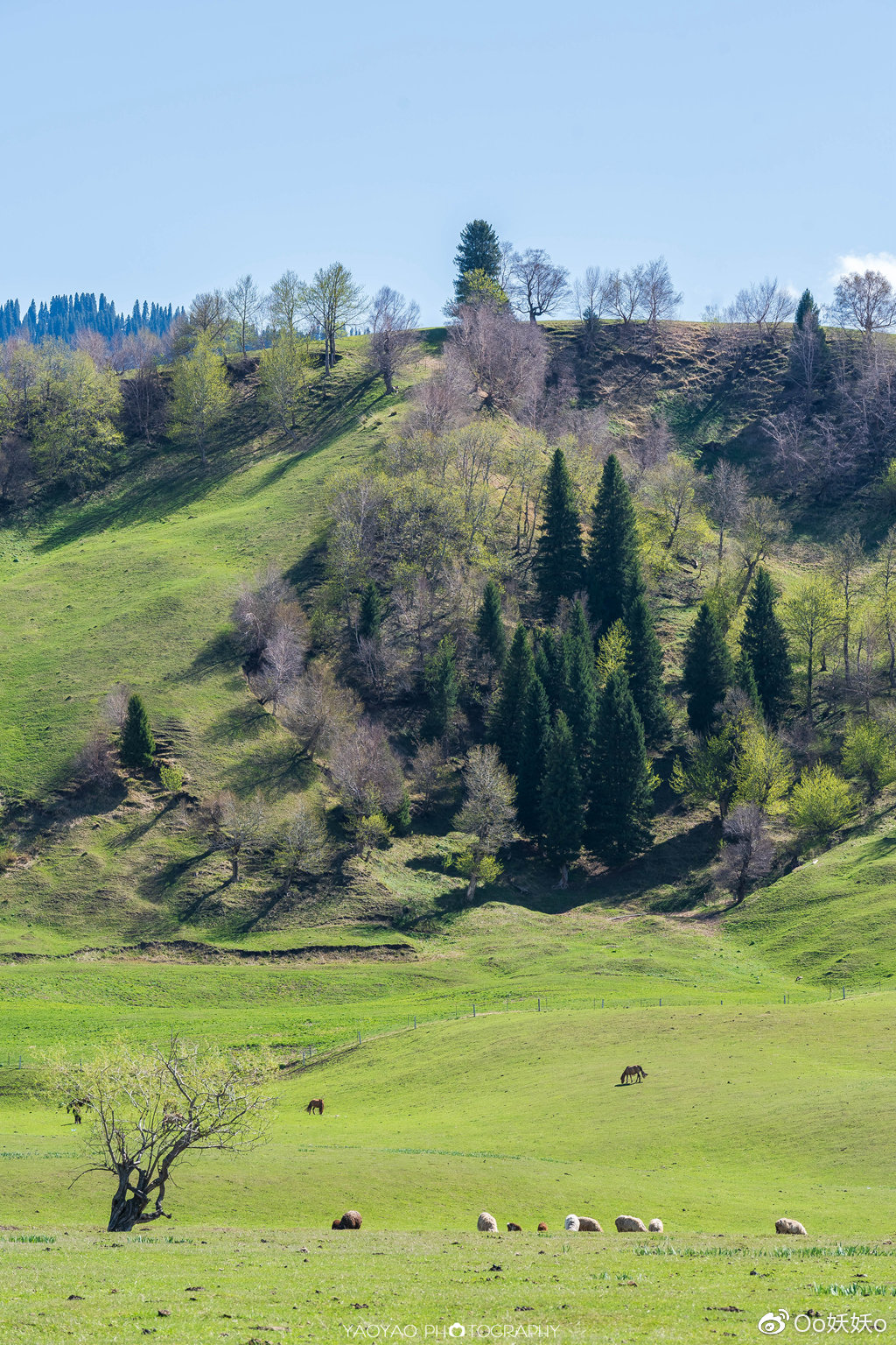 那拉提|人间芳菲，春日遇见你