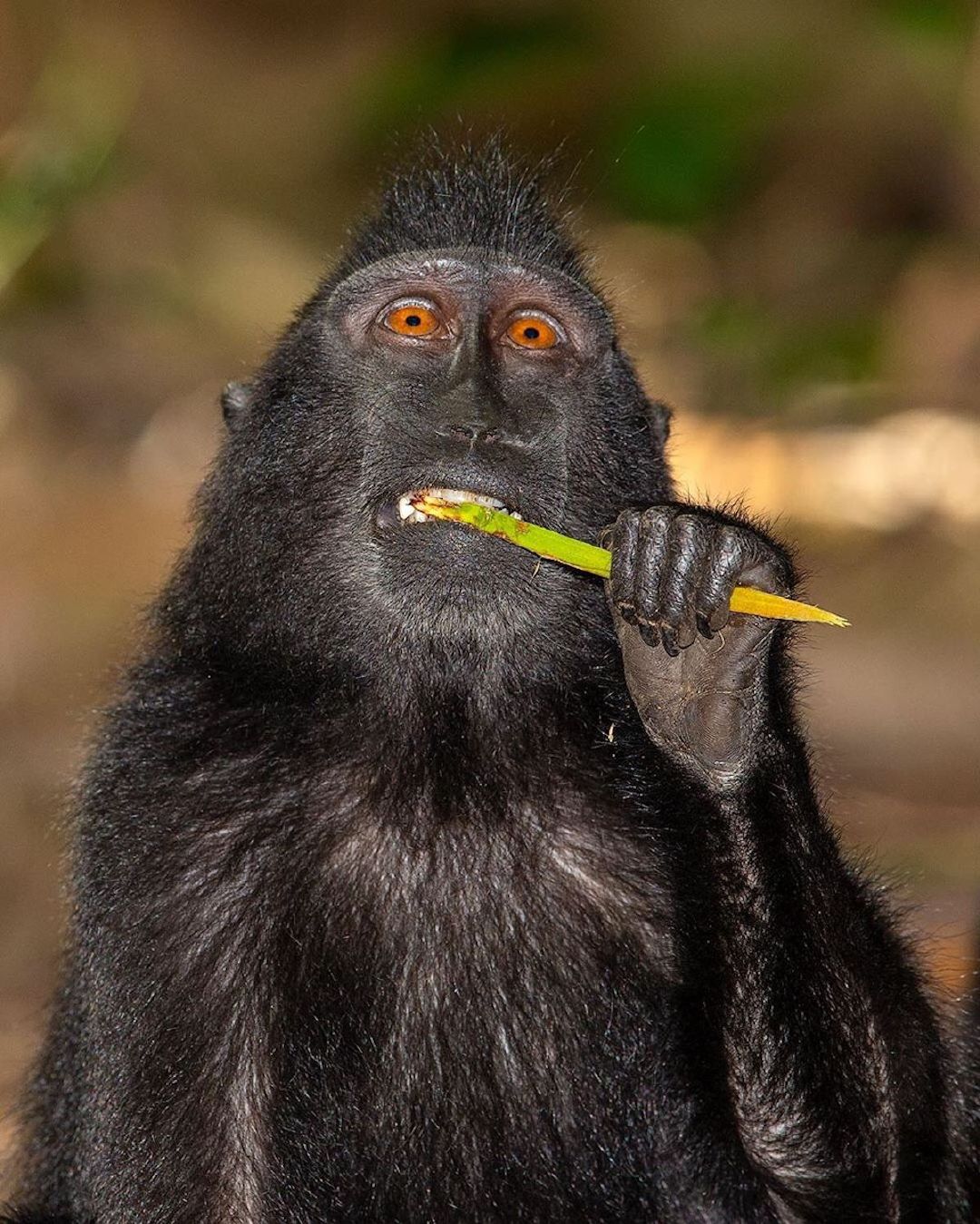 世界各地濒危动物的类人微表情丹麦摄影师 Mogens Trolle 20多年来|哺乳动物|濒危动物|七大洲|丹麦|摄影师_新浪新闻