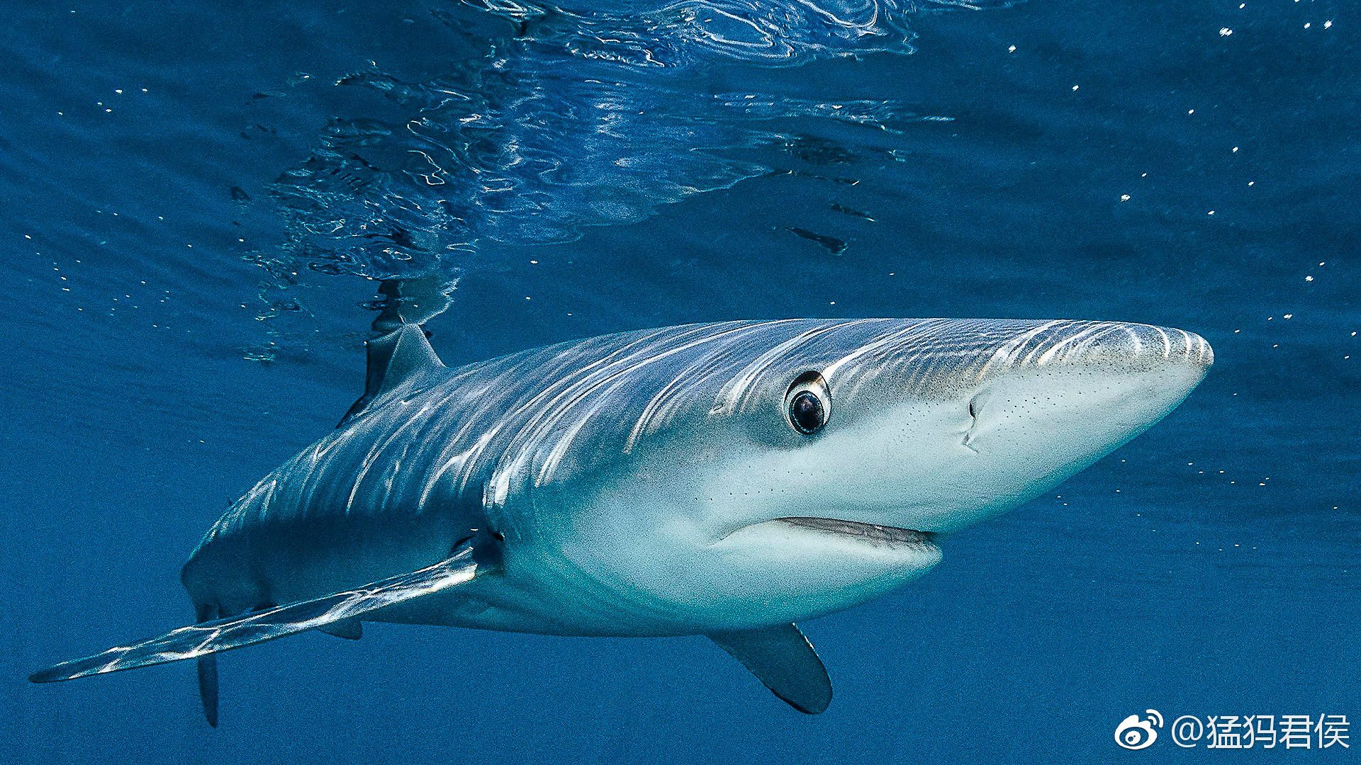 纪录片.BBC.蓝色星球：英国.Blue.Planet.UK.S01.2019|蓝色星球|纪录片|度盘_新浪网