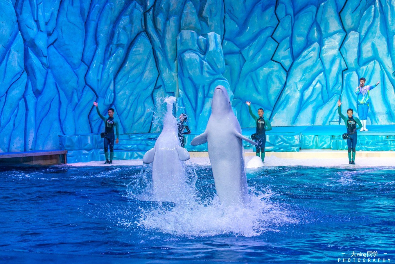 来珠海长隆海洋王国，赴一场《龙秀》之约|珠海长隆海洋王国|龙秀_新浪新闻