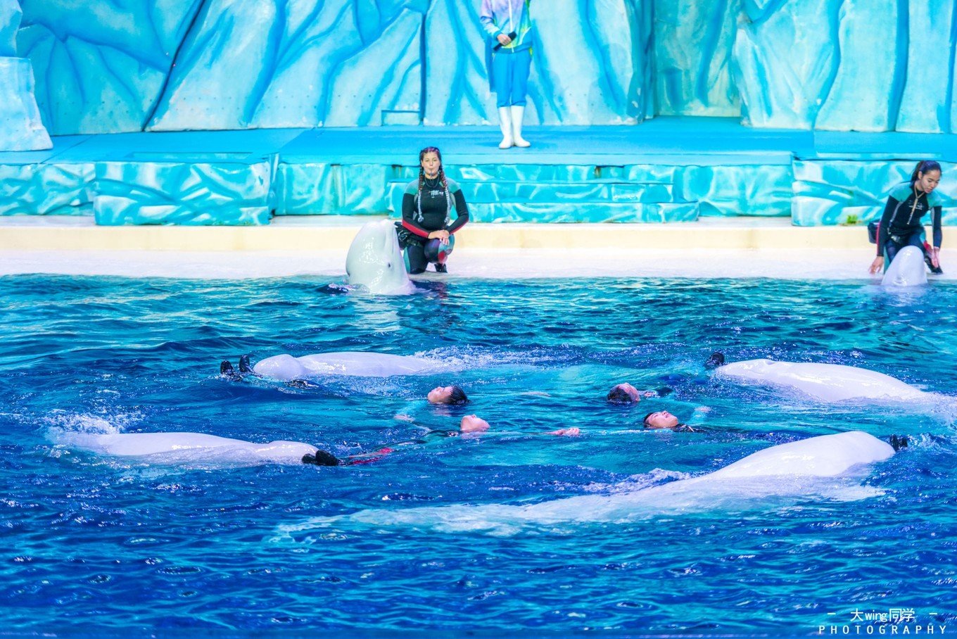 来珠海长隆海洋王国，赴一场《龙秀》之约|珠海长隆海洋王国|龙秀_新浪新闻
