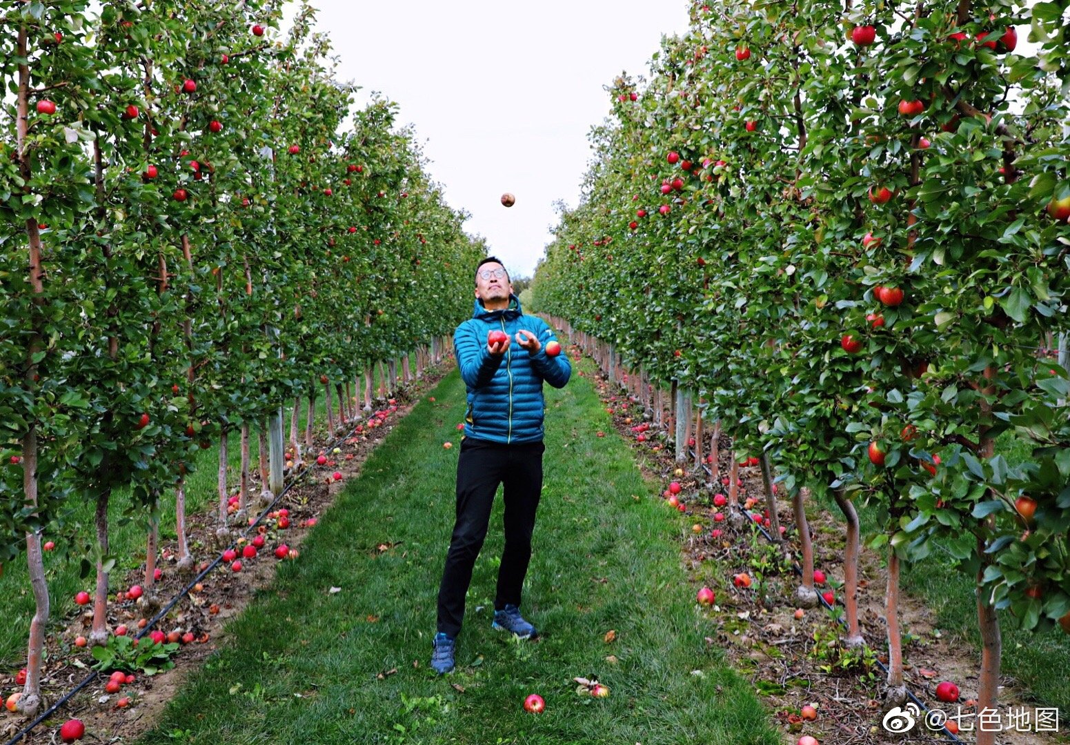 安大略，蓝山。来到结满苹果的果园T&K Ferri Orchard，一眼望过去