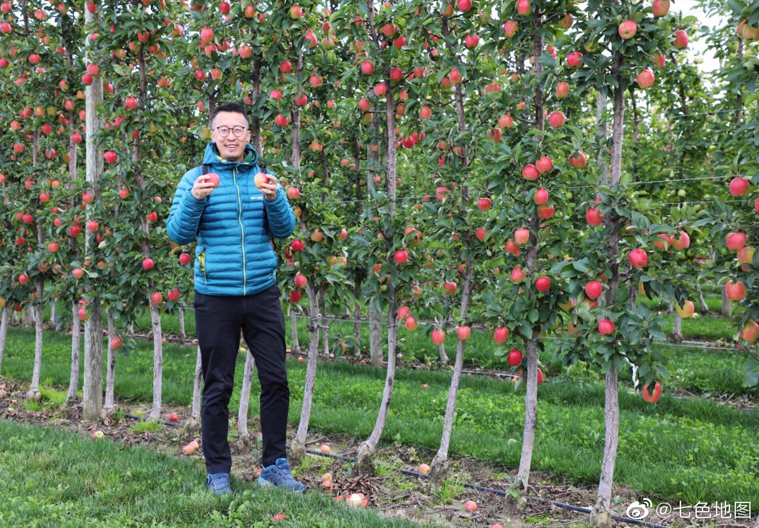 安大略，蓝山。来到结满苹果的果园T&K Ferri Orchard，一眼望过去