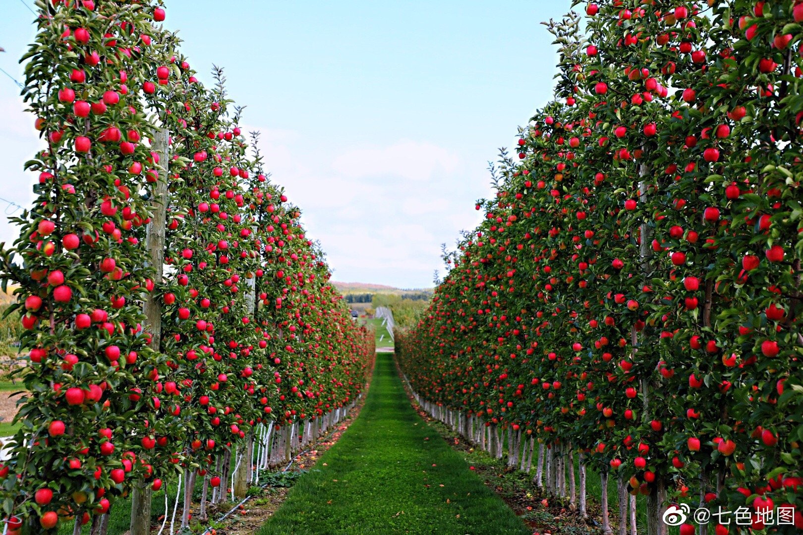 安大略，蓝山。来到结满苹果的果园T&K Ferri Orchard，一眼望过去