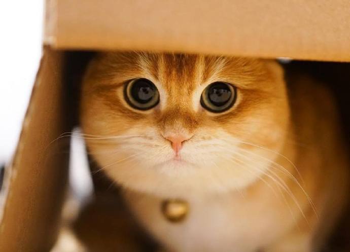 大眼萌猫！ins:pisco_cat|大眼|猫_新浪新闻