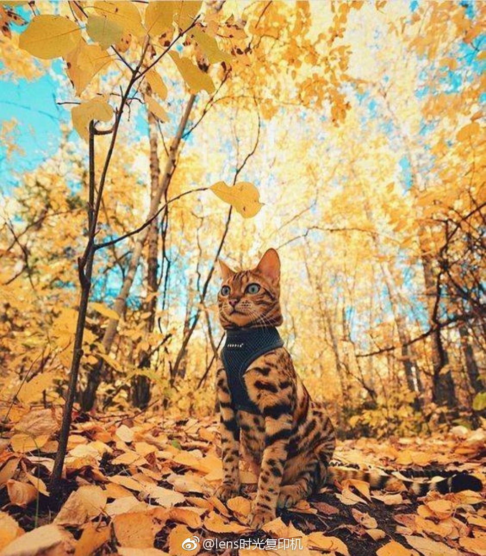 带着猫咪去旅行，sukiicat 时光君要被这只小猫迷倒了|小猫|猫咪|时光_新浪新闻