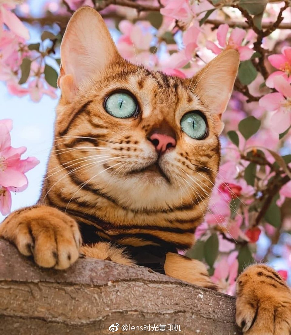 带着猫咪去旅行，sukiicat 时光君要被这只小猫迷倒了|小猫|猫咪|时光_新浪新闻